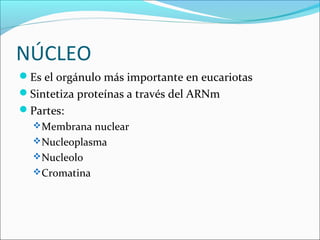Ppt nucleo y nucleolo | PPT