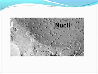 Ppt nucleo y nucleolo | PPT