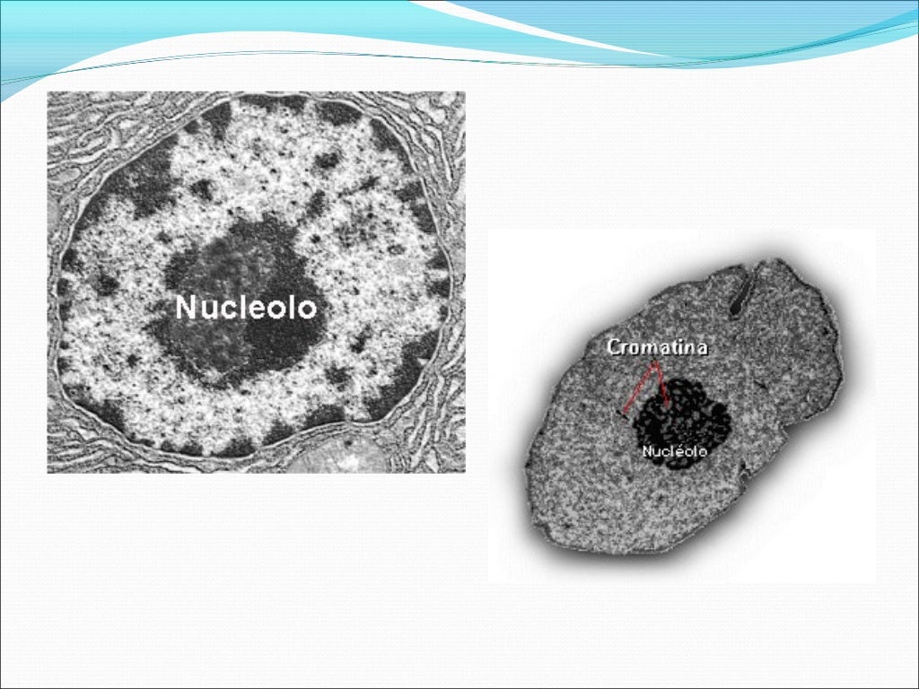 Ppt nucleo y nucleolo