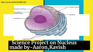 _ppt nucleus .pptx