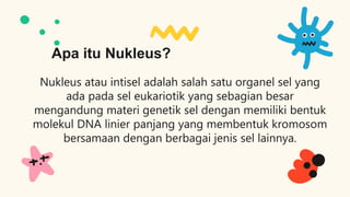 Biologi sel : 5. Nukleus Sel l Kelas : 1I lDosen: Yayuk Putri Rahayu, S ...