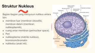 Biologi sel : 5. Nukleus Sel l Kelas : 1I lDosen: Yayuk Putri Rahayu, S ...