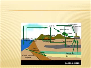 Ppt Nutrient Cycles | PPT