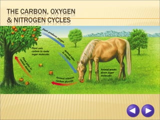 Ppt Nutrient Cycles | PPT
