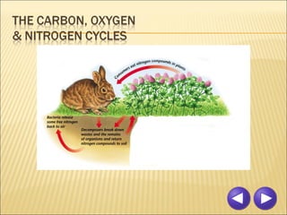 Ppt Nutrient Cycles | PPT