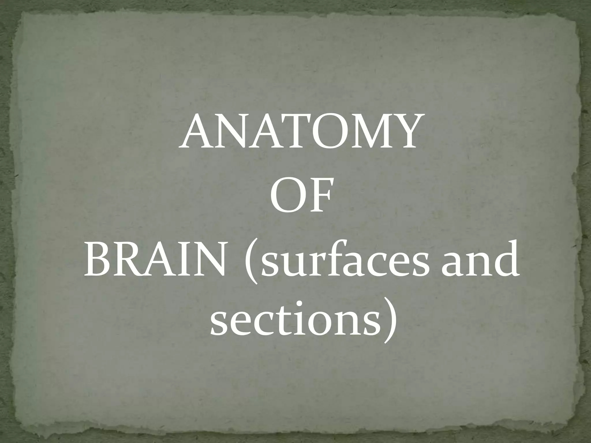 brain sectional anatomy | PPT