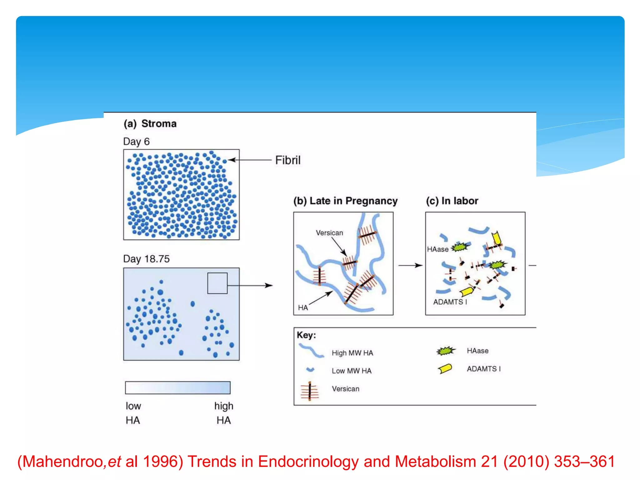 Molecular Mechanism of Cervical Ripening | PPT