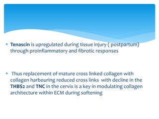 Molecular Mechanism of Cervical Ripening | PPT
