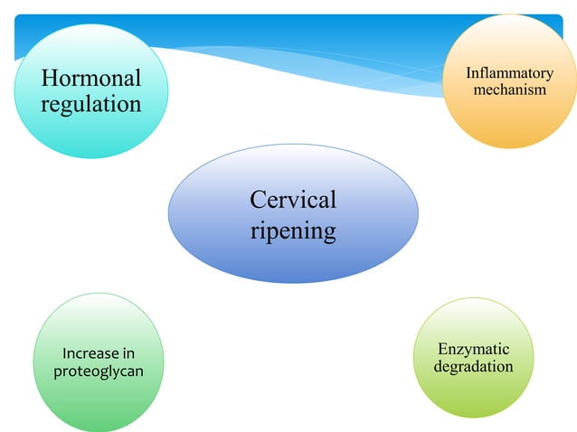 Molecular Mechanism of Cervical Ripening | PPT