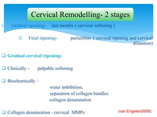 Molecular Mechanism of Cervical Ripening | PPT