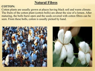 Fibre to fabric of class 6 | PPTX