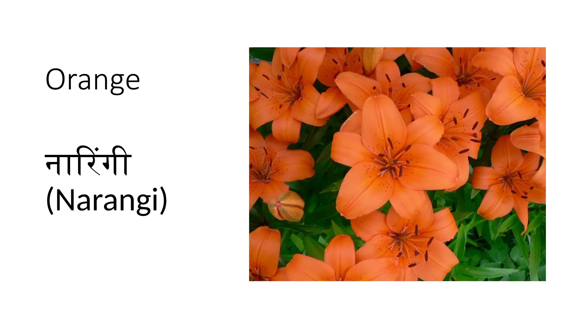 PPT OF COLOURS IN MARATHI WITH WORK SHEET.pptx