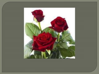 CRAZY FLORA Spreading Fragrance of Love Globally...... | PPT