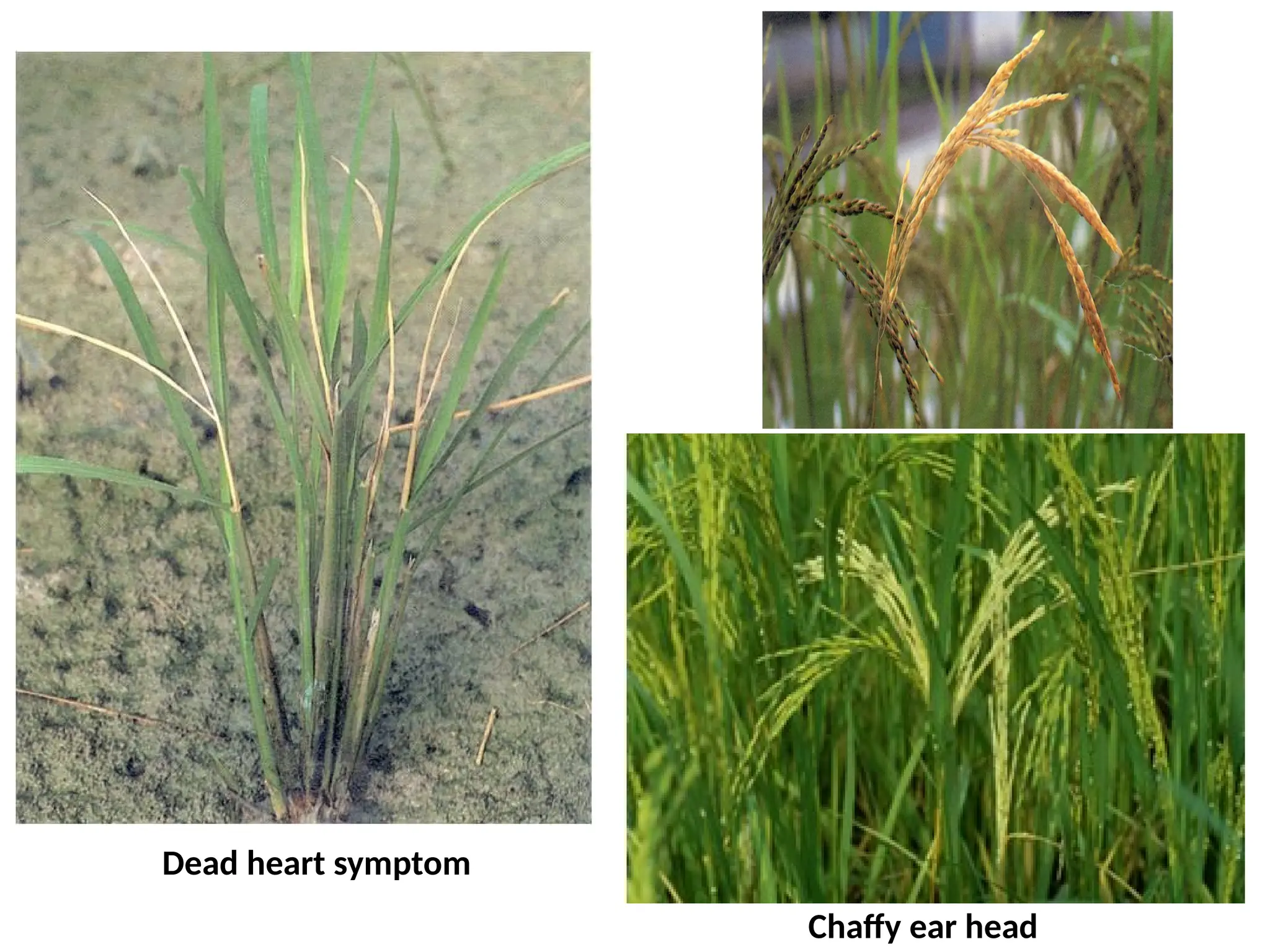 pest of paddy crop and their managements | PPT
