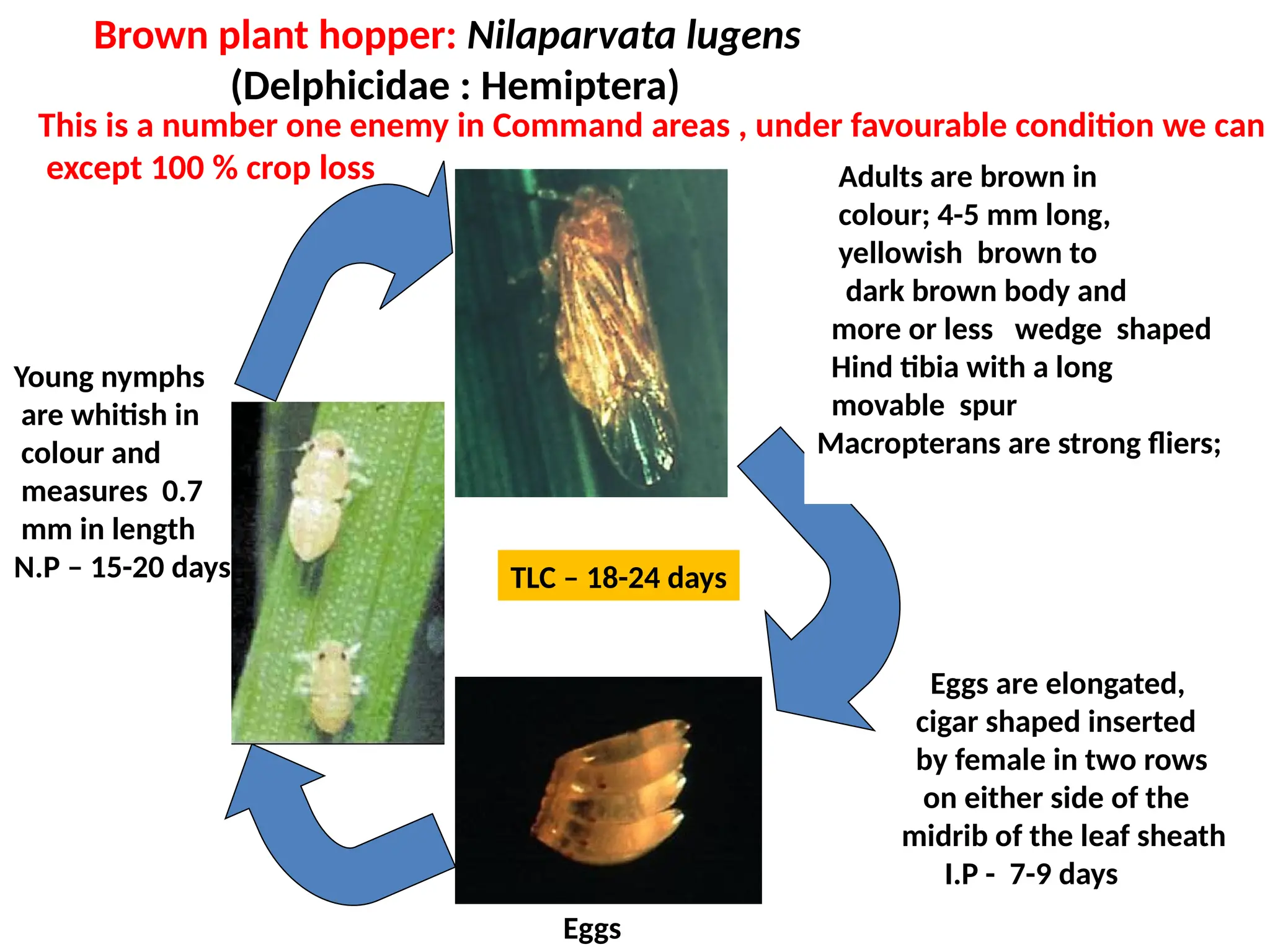 pest of paddy crop and their managements | PPT