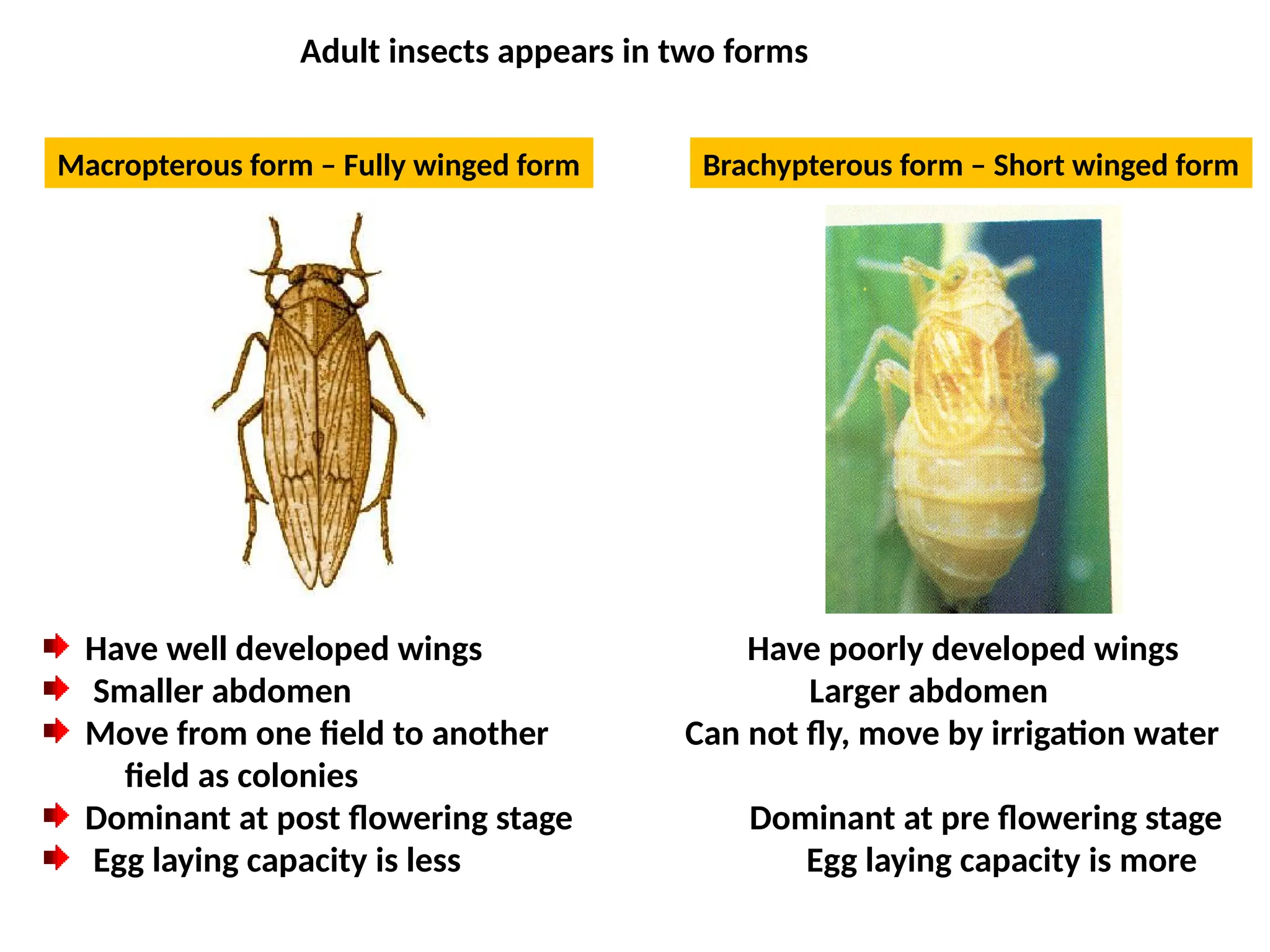pest of paddy crop and their managements | PPT
