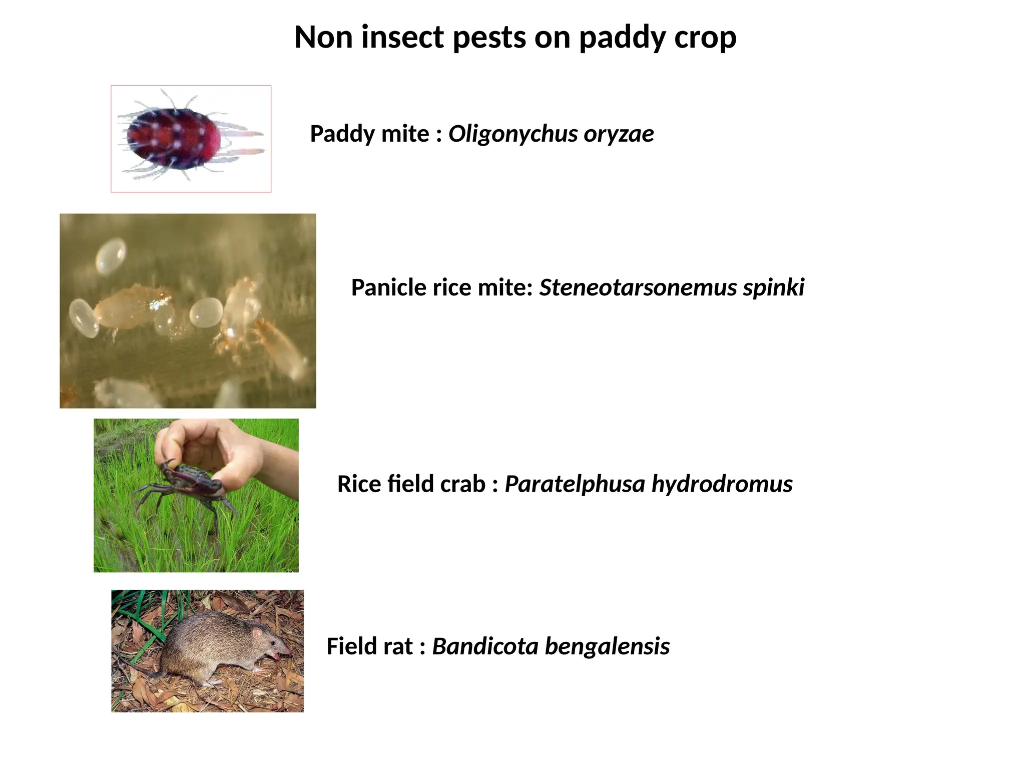 pest of paddy crop and their managements | PPT