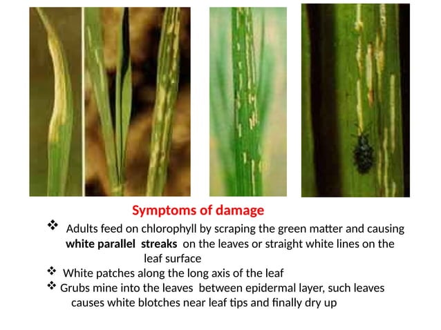 pest of paddy crop and their managements | PPT