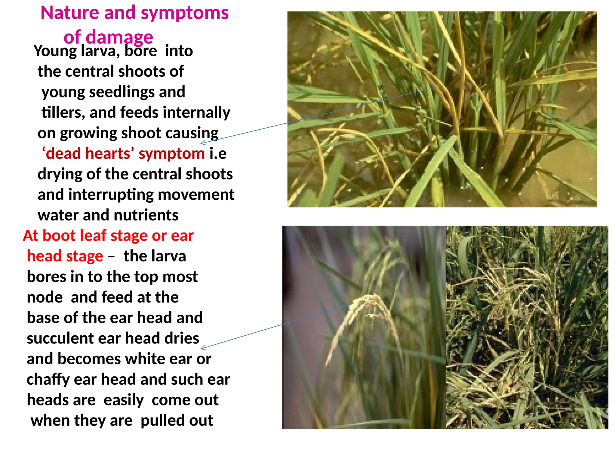 ppt on insect pest of paddy crop and their management | PPTX