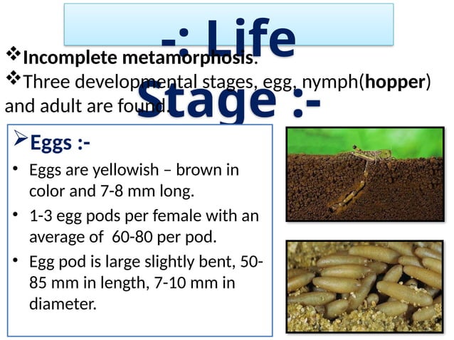 ppt on insect pest of paddy crop and their management | PPT
