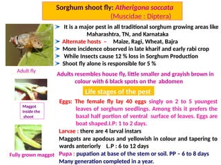 insect pest of rice, sorghum and maize crops | PPTX