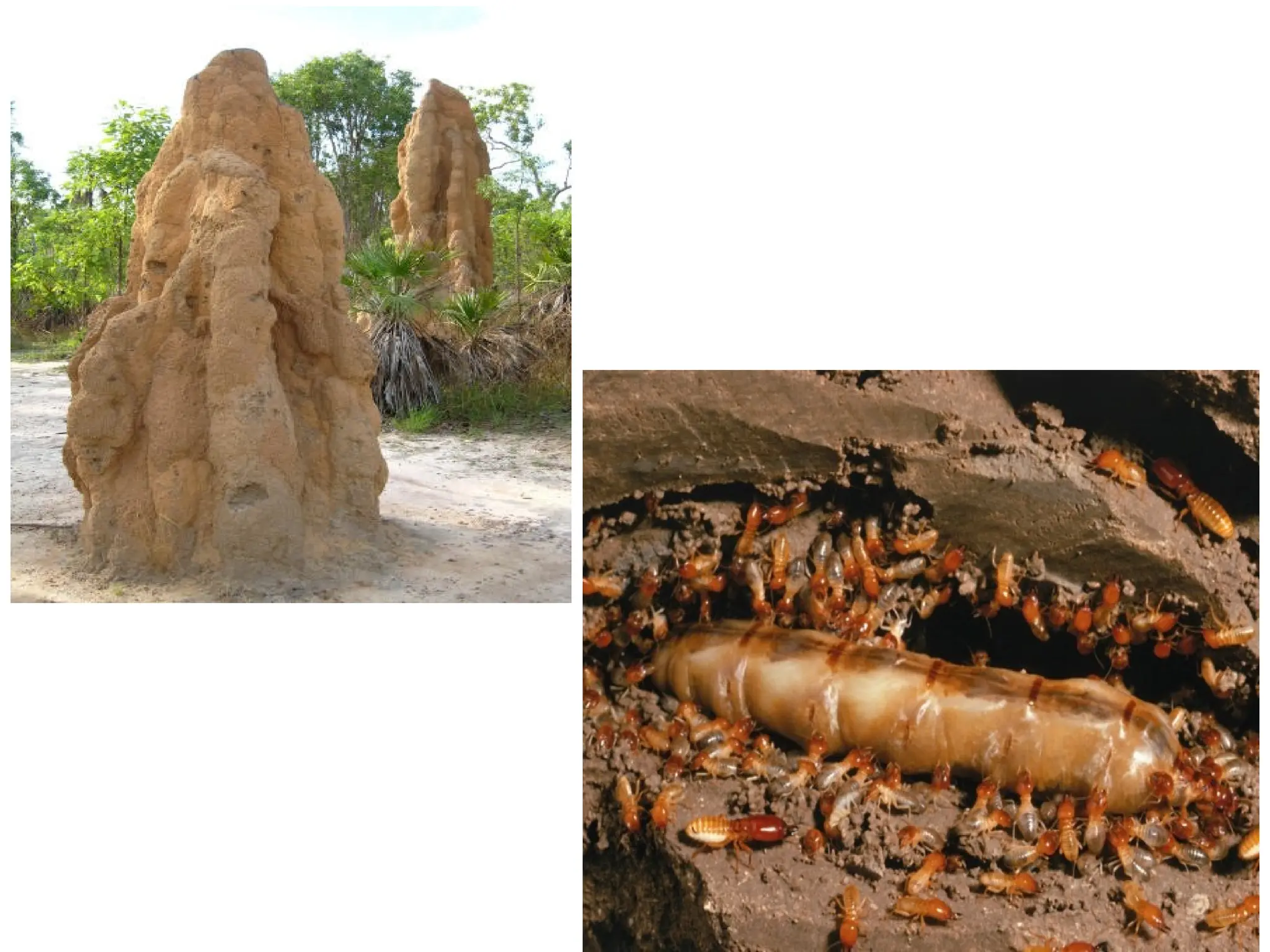 ppt of ento-311 insect pest of field crops | PPTX | Gardening | Home ...