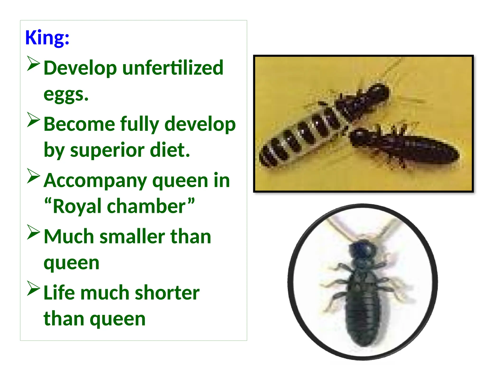 ppt of ento-311 insect pest of field crops | PPTX | Gardening | Home ...