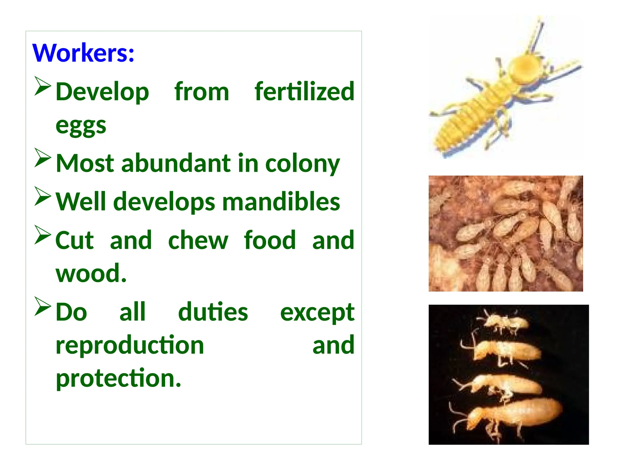 ppt of ento-311 insect pest of field crops | PPTX