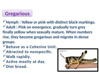 ppt of ento-311 insect pest of field crops | PPTX
