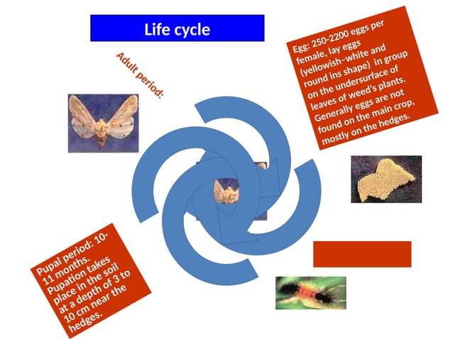 ppt of ento-311 insect pest of field crops | PPT