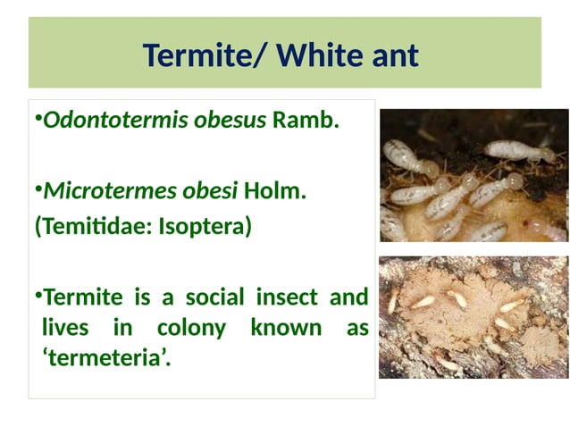 ppt of ento-311 insect pest of field crops | PPTX | Gardening | Home ...