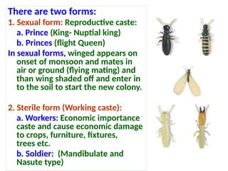 ppt of ento-311 insect pest of field crops | PPTX