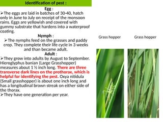 ppt of ento-311 insect pest of field crops | PPTX