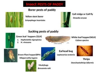 ppt of ento-311 insect pest of field crops | PPTX