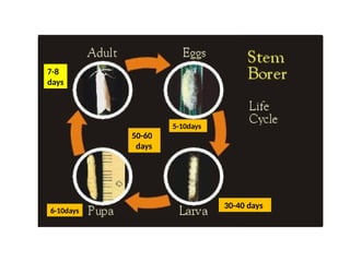 ppt of ento-311 insect pest of field crops | PPTX