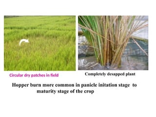 ppt of ento-311 insect pest of field crops | PPTX