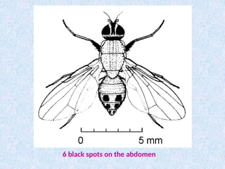 ppt of ento-311 insect pest of field crops | PPTX