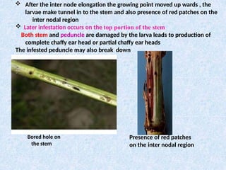 ppt of ento-311 insect pest of field crops | PPTX