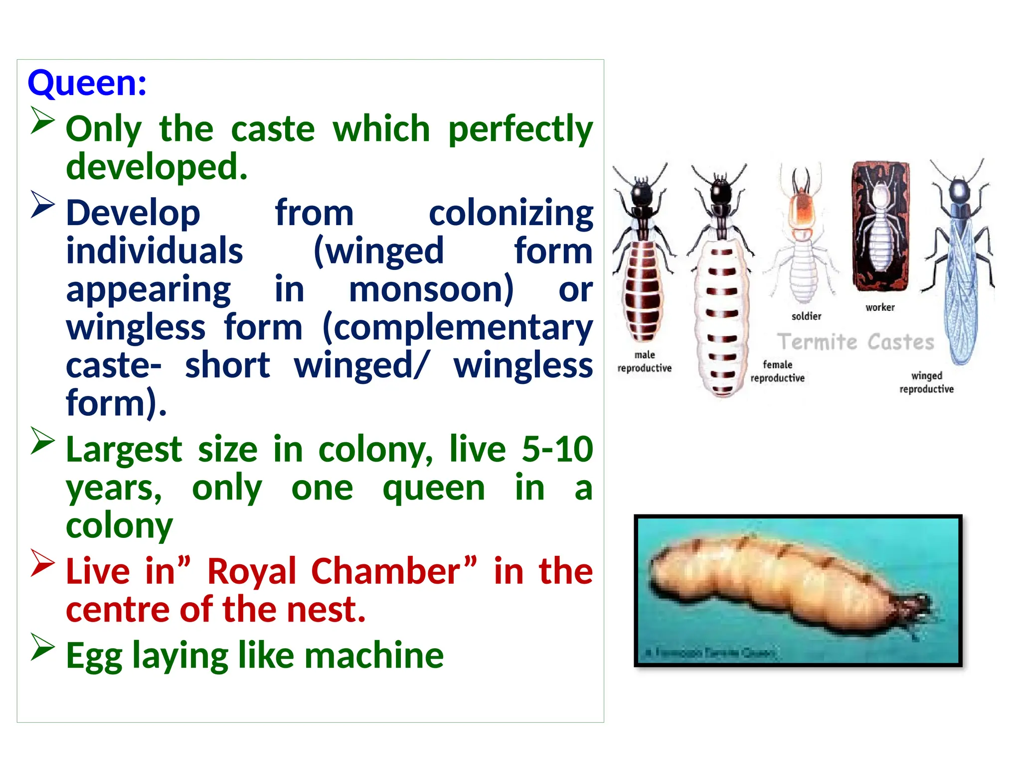 ppt on insect pest of field crops and their management | PPTX