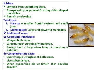 ppt on insect pest of field crops and their management | PPTX