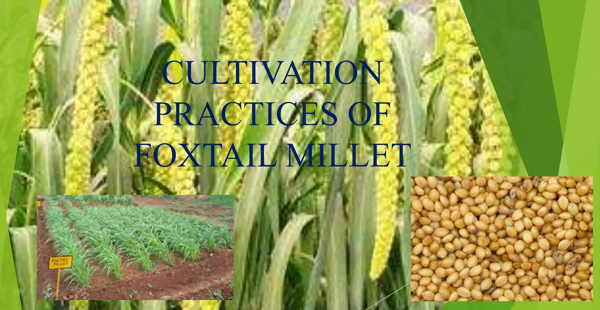 Ppt Of Foxtail Millet Pptx