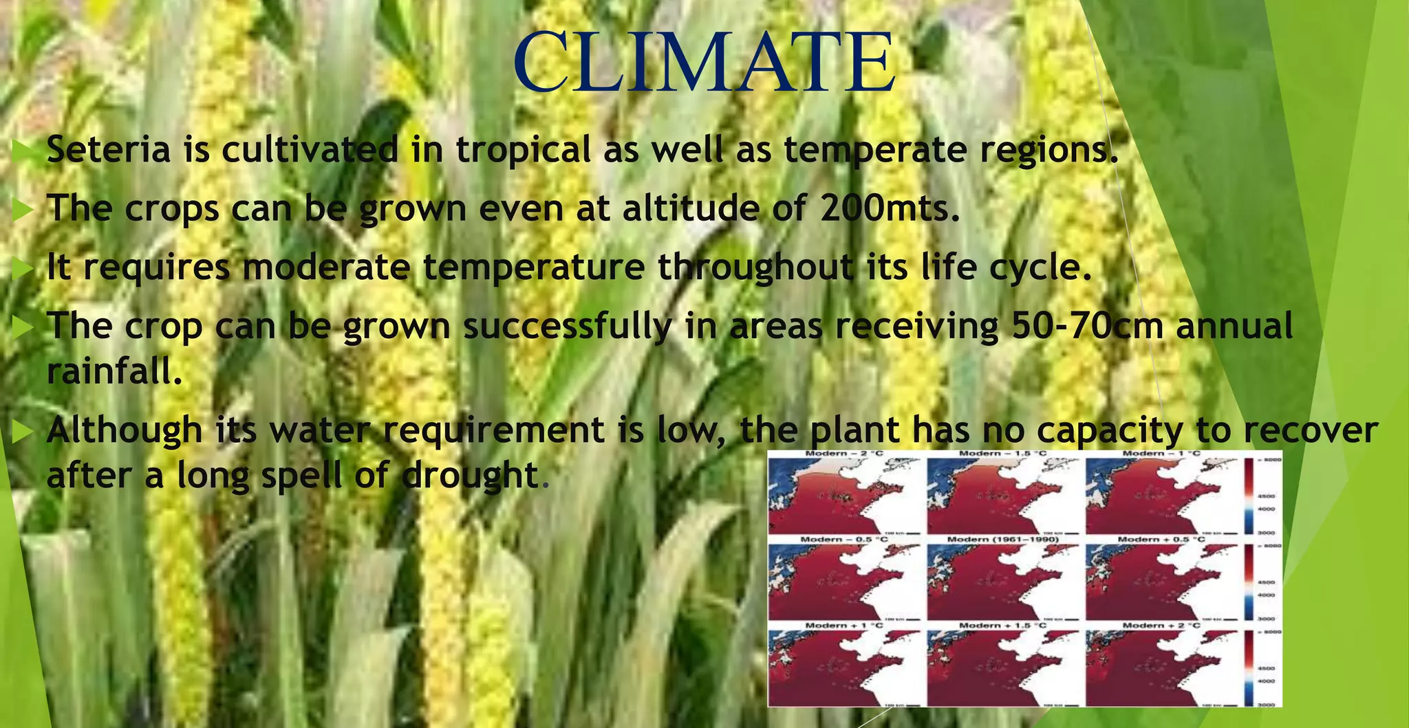 Ppt of foxtail millet. | PPTX
