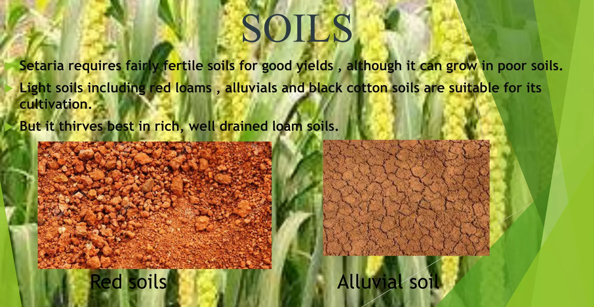 Ppt of foxtail millet. | PPTX