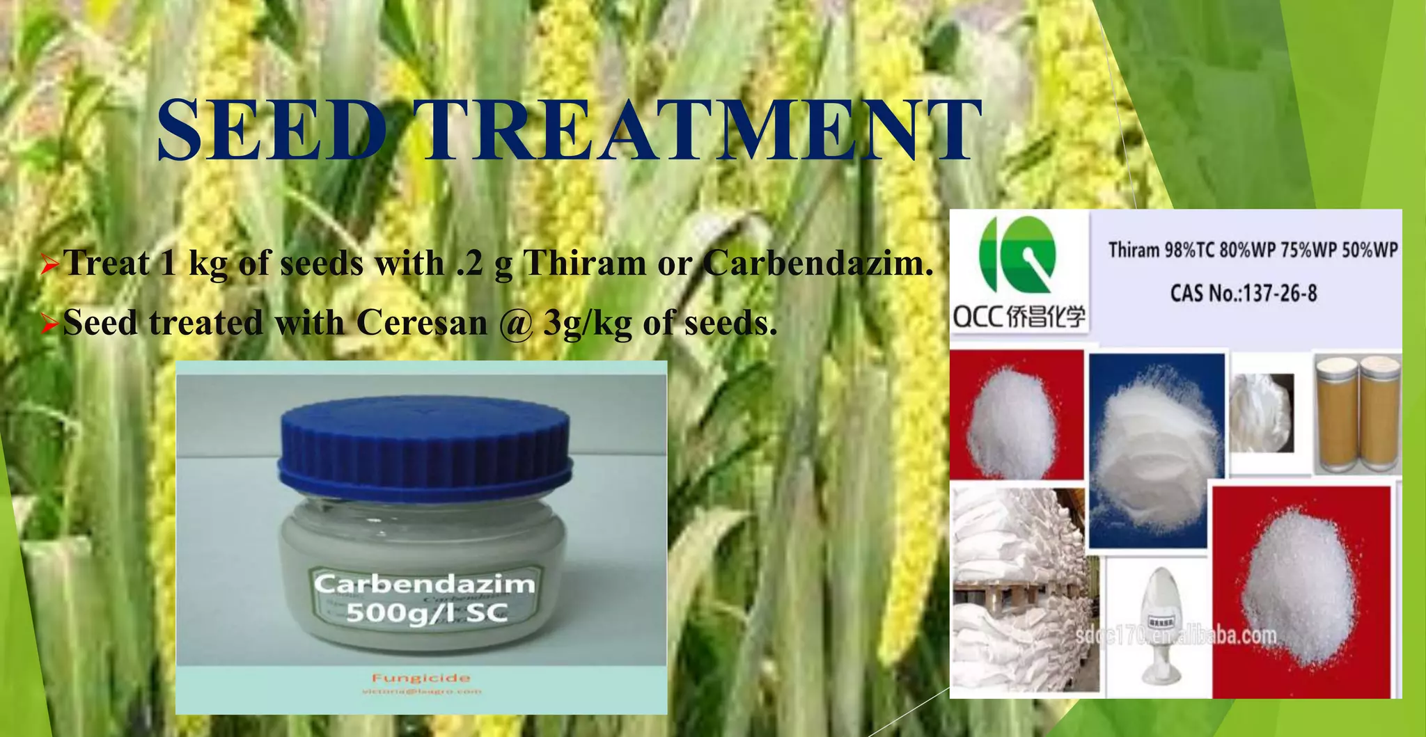 Ppt of foxtail millet. | PPTX