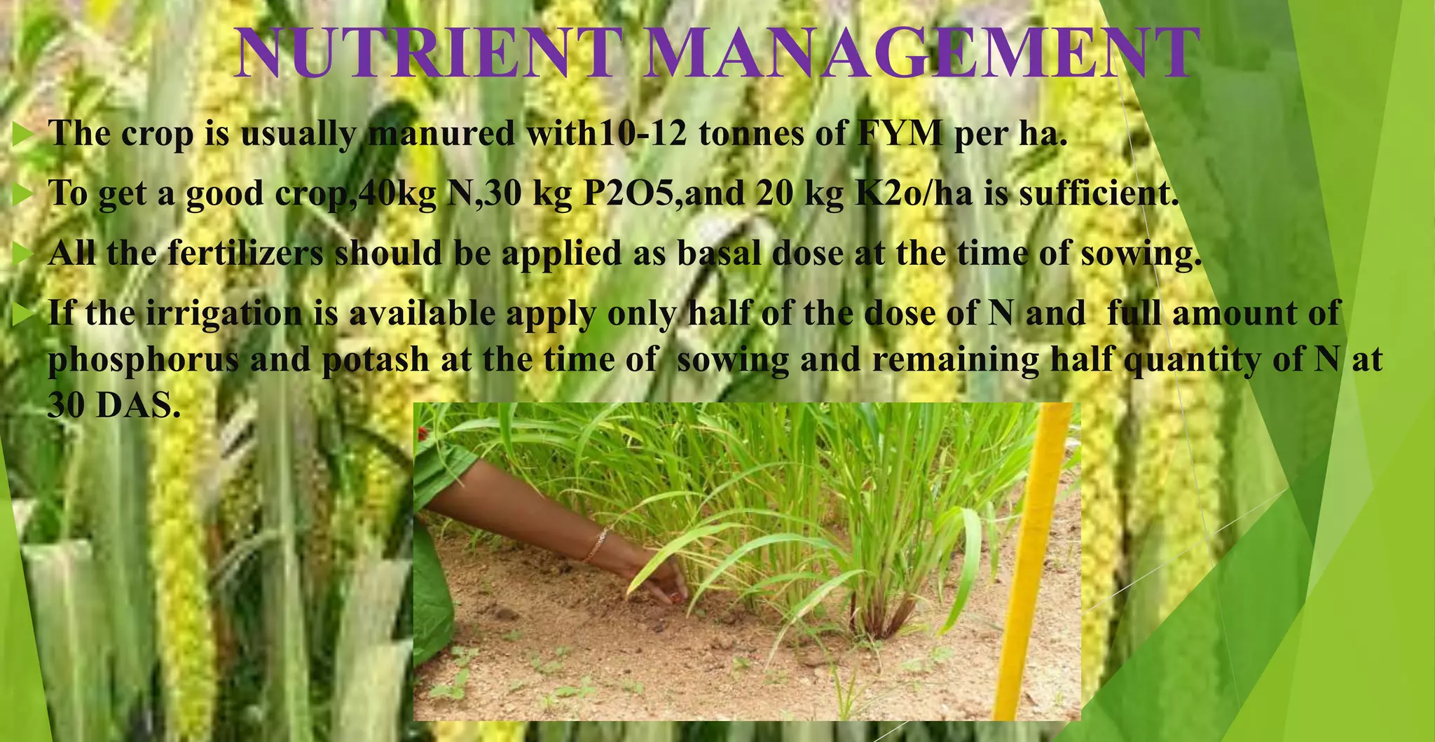 Ppt of foxtail millet. | PPTX