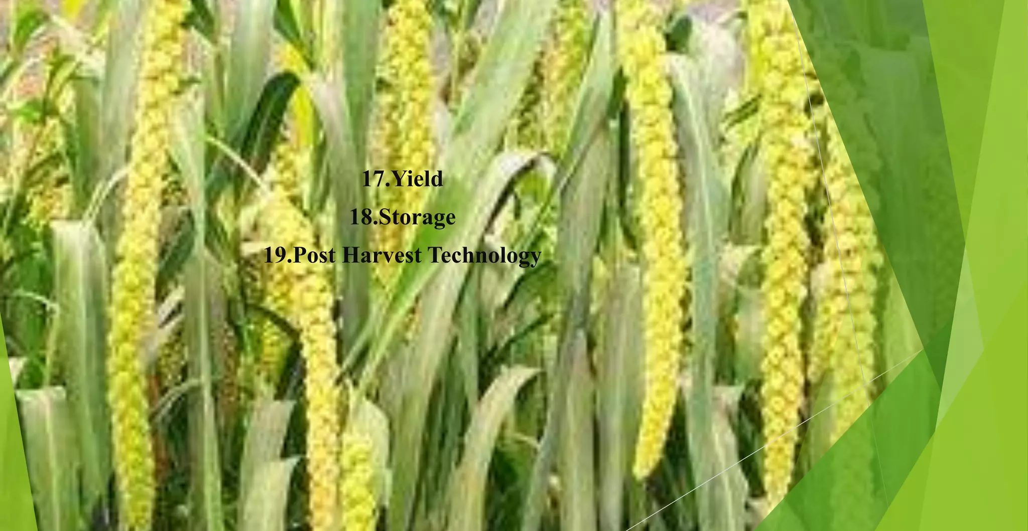 Ppt of foxtail millet. | PPTX