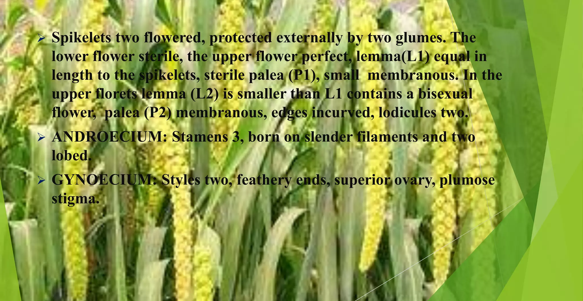 Ppt of foxtail millet. | PPTX