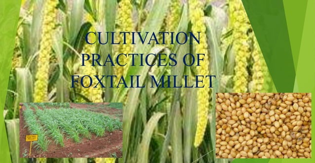 Ppt of foxtail millet. | PPTX | Agriculture | Industries