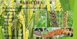 Ppt of foxtail millet. | PPTX