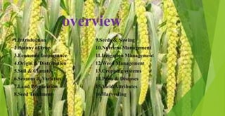 Ppt of foxtail millet. | PPTX